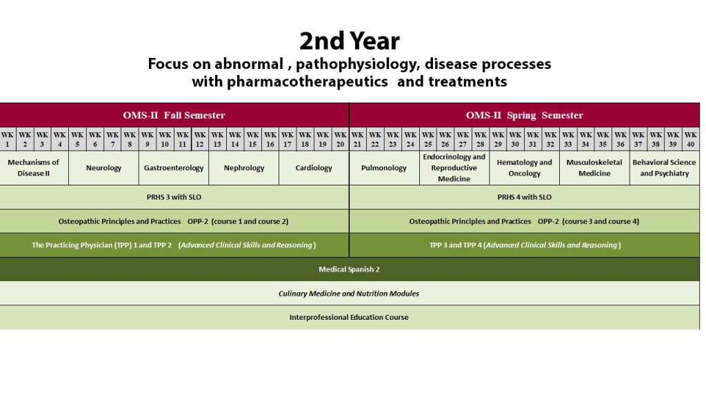 Year 2 – College of Osteopathic Medicine